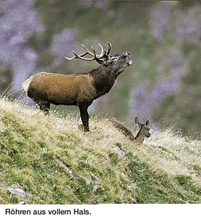Heinzer-Family-Tier-Lexikon - Rothirsch (Cervus elaphus)